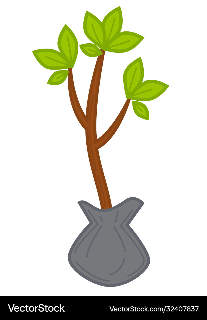 Seedling with foliage growing tree spring plant Vector Image