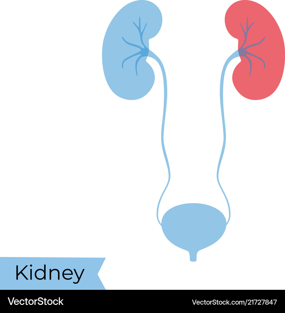 Isolated of kidney Royalty Free Vector Image - VectorStock