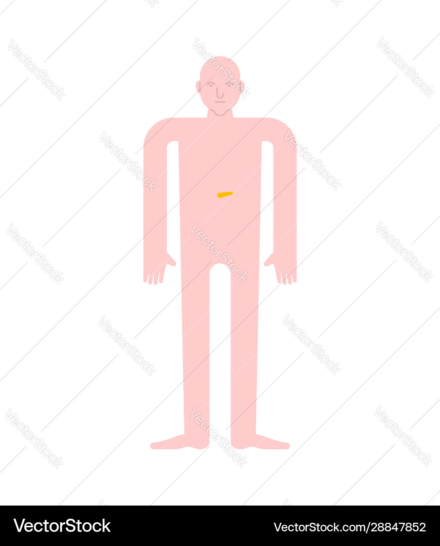 Pancreas human anatomy internal organs systems Vector Image