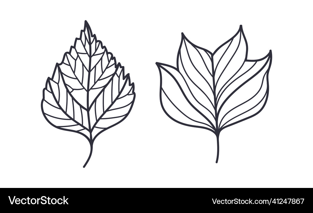 Hand drawn autumn leaf contour or outline Vector Image