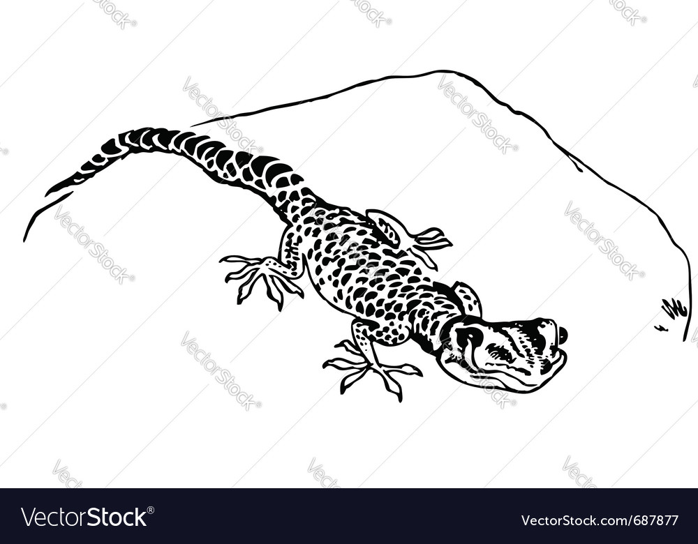 Lizard Royalty Free Vector Image - VectorStock