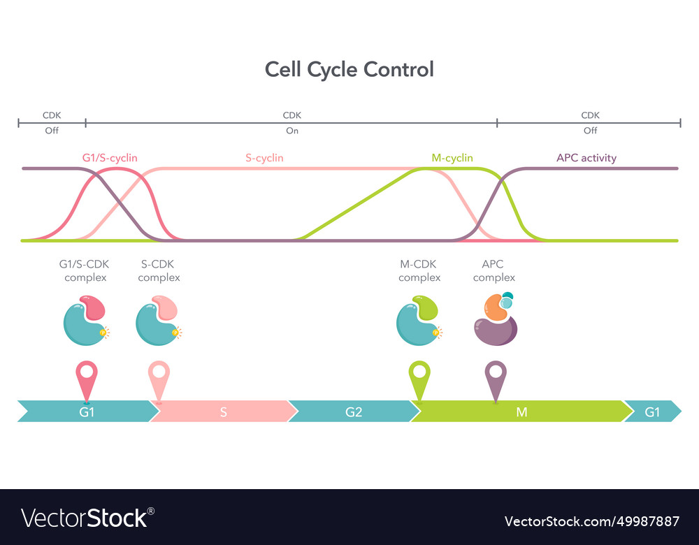 Cell cycle control Royalty Free Vector Image - VectorStock