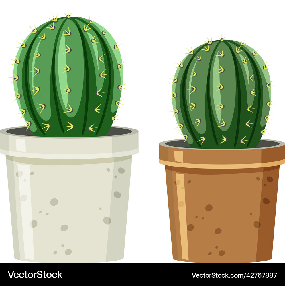 Pot of cactus on white background Royalty Free Vector Image