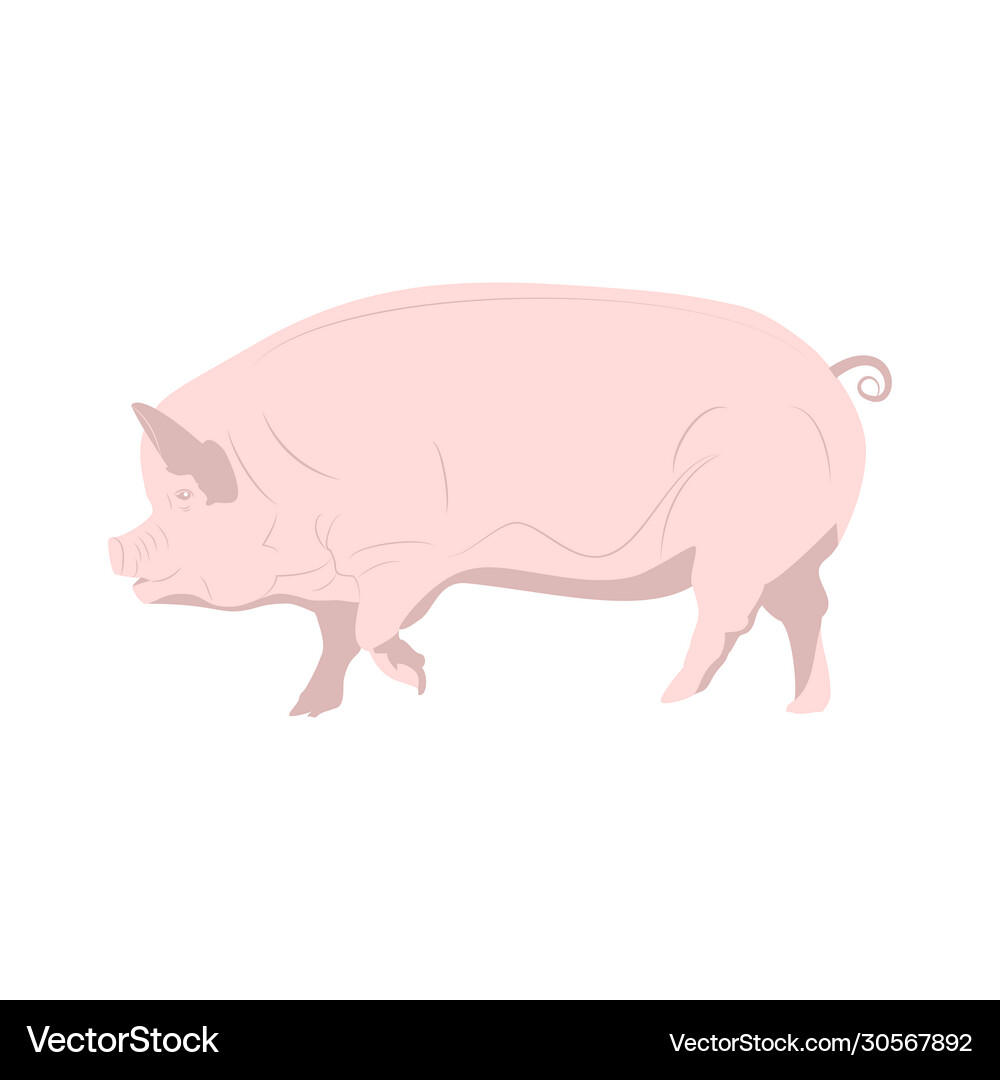 Domestic pink pig on white background Royalty Free Vector