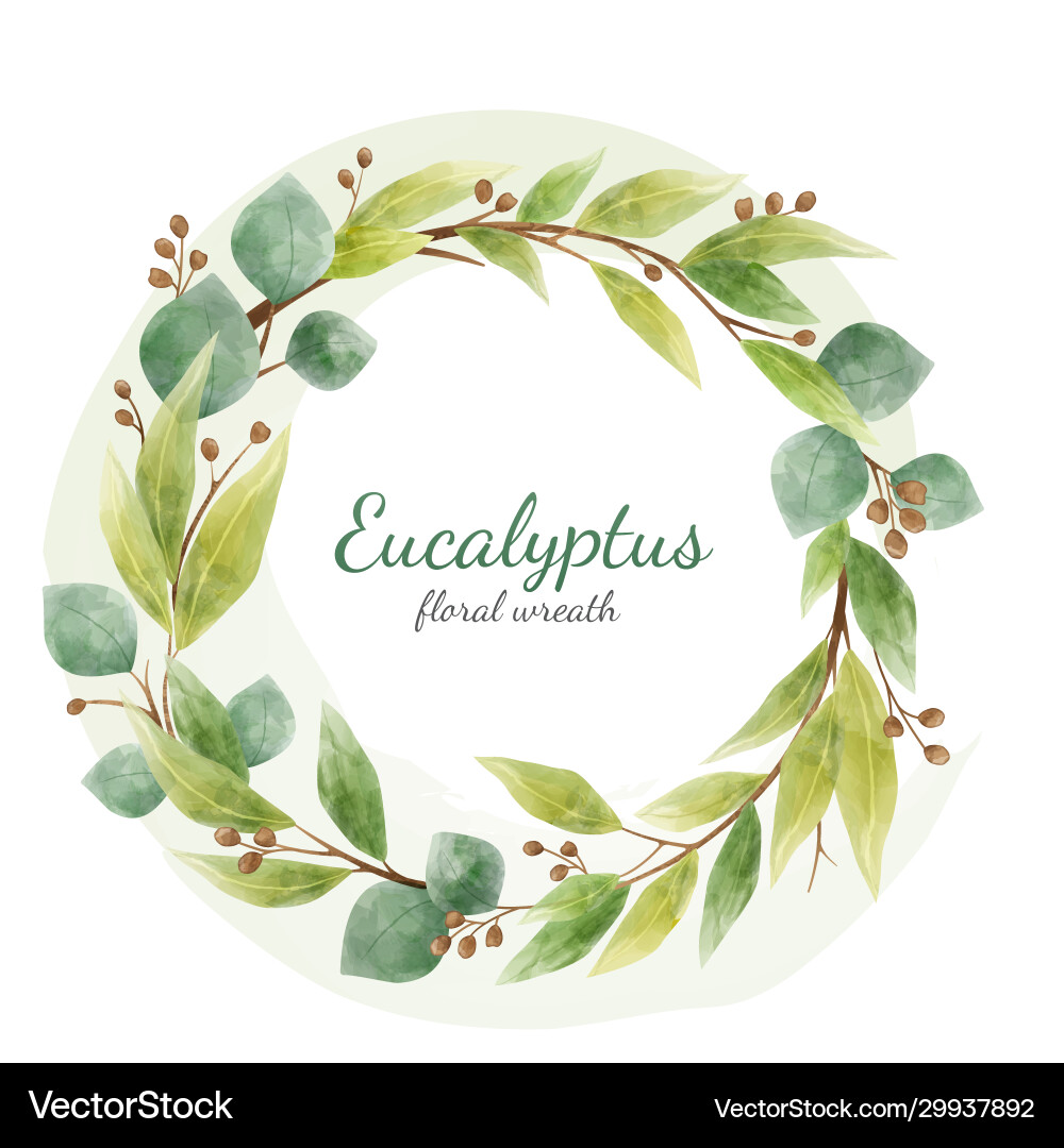 Eucalyptus floral branches and leaves Royalty Free Vector