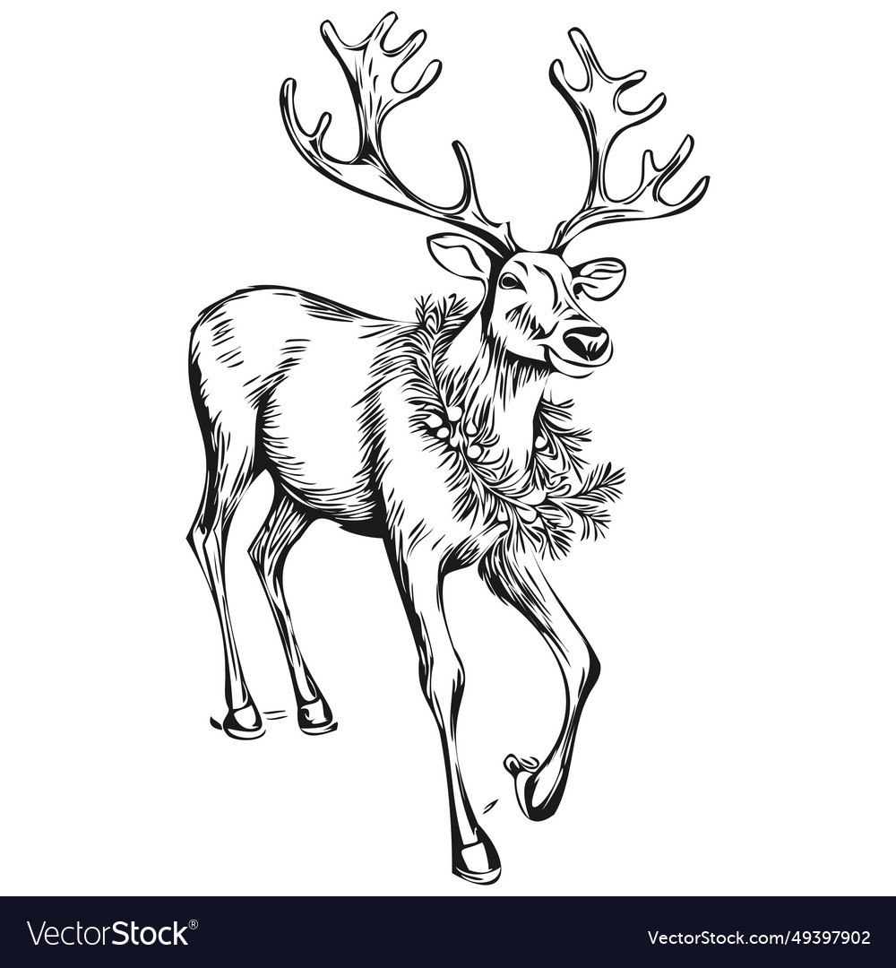 Christmas reindeer deer hand drawn vintage sketch Vector Image Christmas reindeer deer hand drawn vintage sketch Vector Image