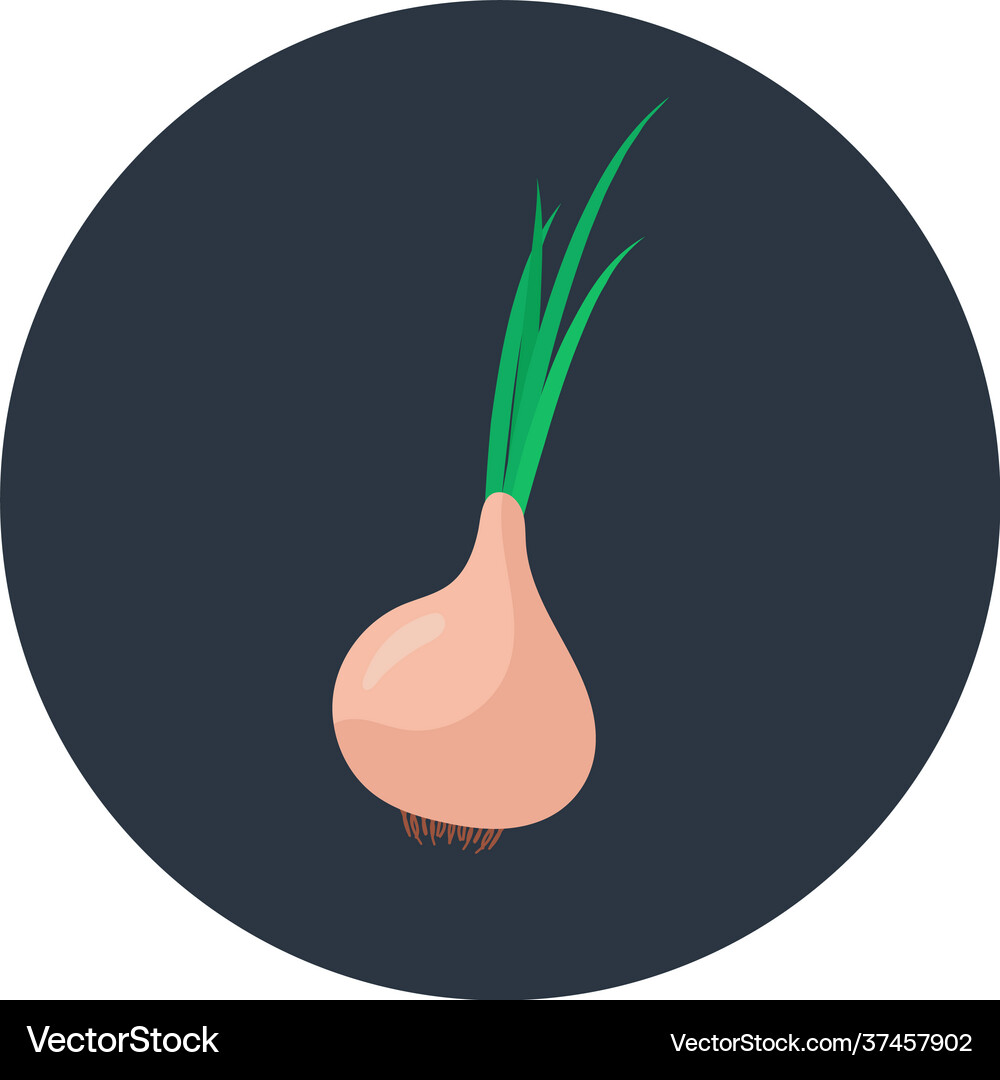 Garlic Royalty Free Vector Image - VectorStock