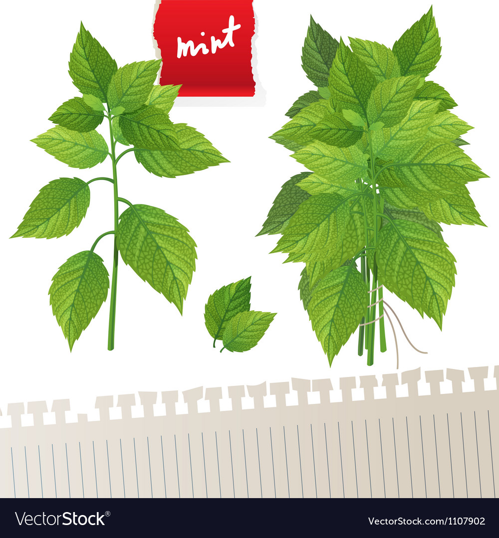 Mint Royalty Free Vector Image - VectorStock