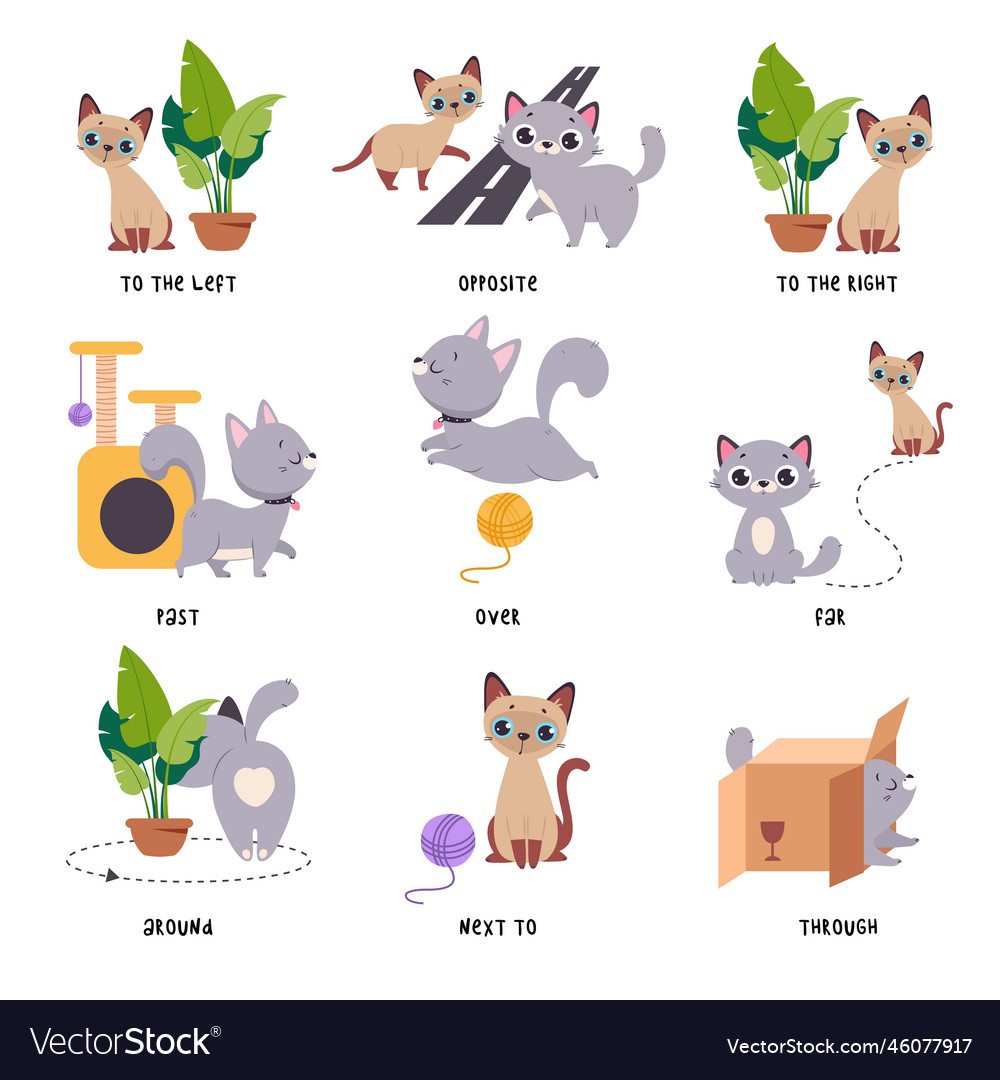 Cute grey cat demonstrating prepositions with Vector Image