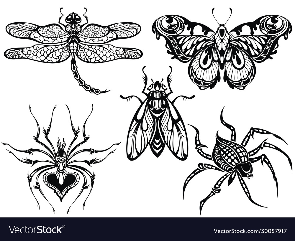 Insect Royalty Free Vector Image - VectorStock