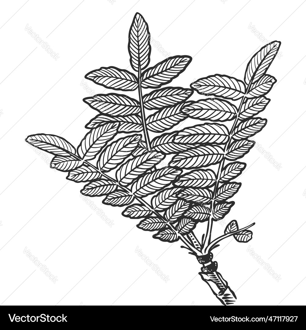 Hand drawn essential oil plants drawing Royalty Free Vector