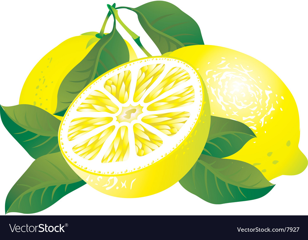 Lemons Royalty Free Vector Image - VectorStock