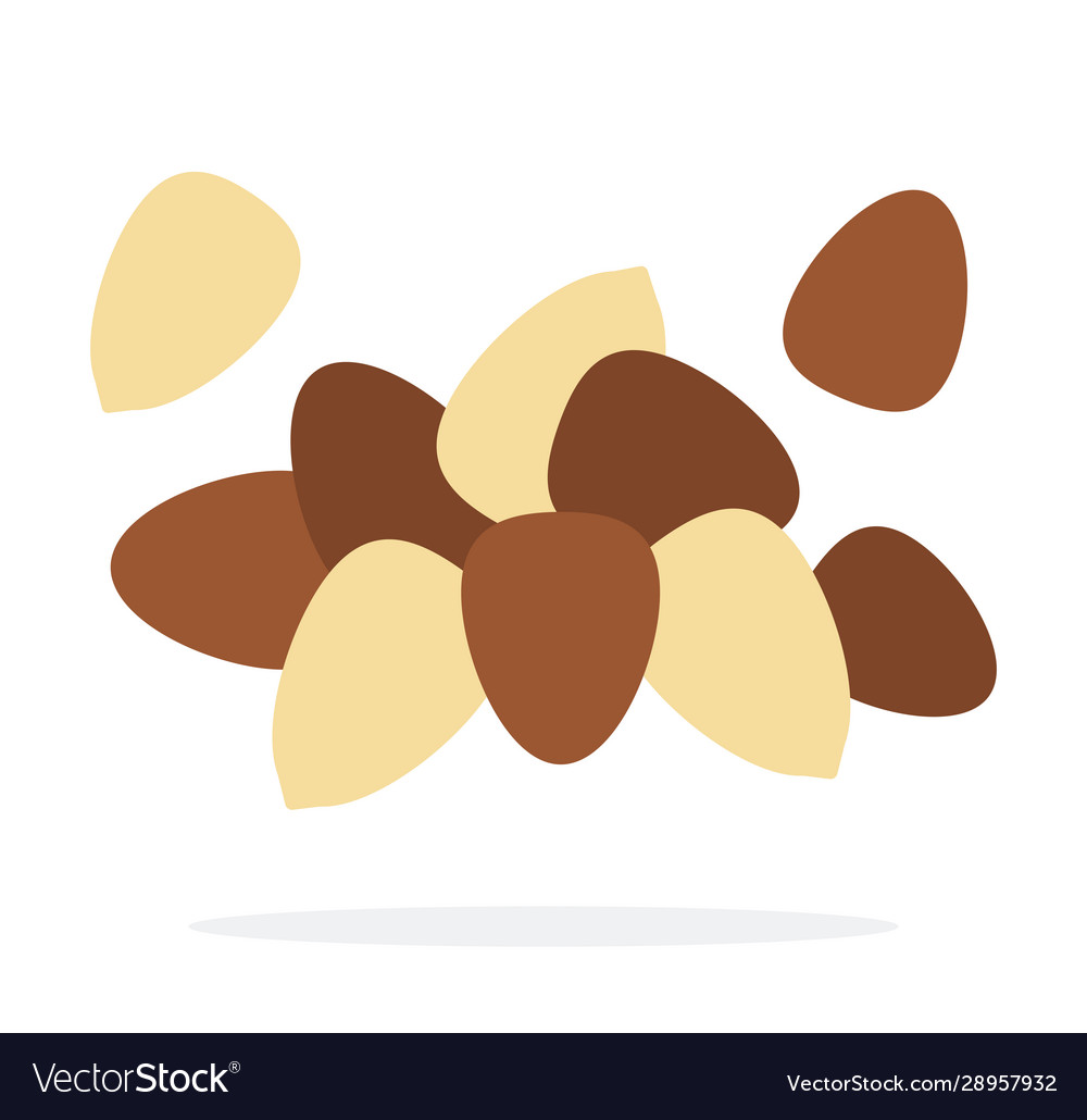Macadamia nuts Royalty Free Vector Image - VectorStock