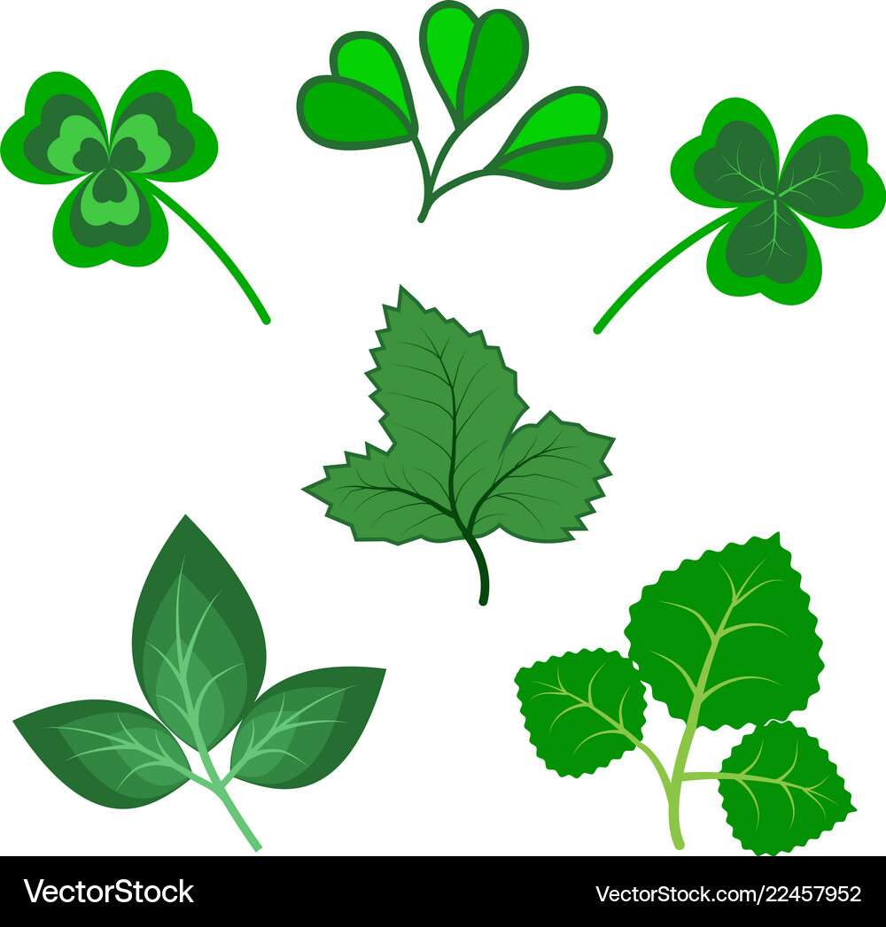 Set various green trefoil leaves isolated Vector Image
