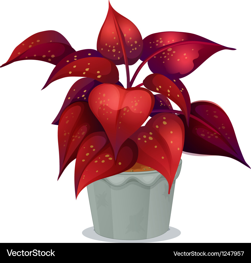 A plant with red leaves Royalty Free Vector Image