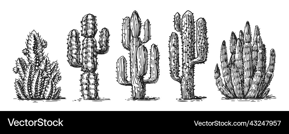 Cactus hand drawn sketch set mexican wild Vector Image