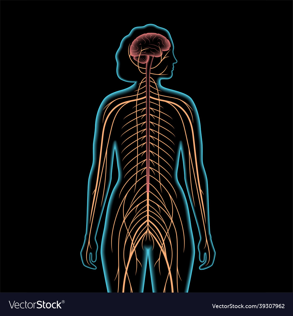 Central nervous system Royalty Free Vector Image