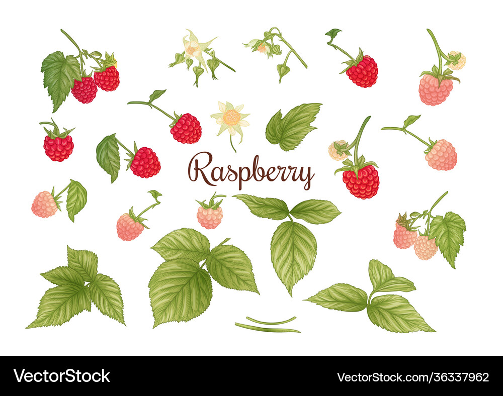 Raspberry ripe berries on branch clip art set Vector Image