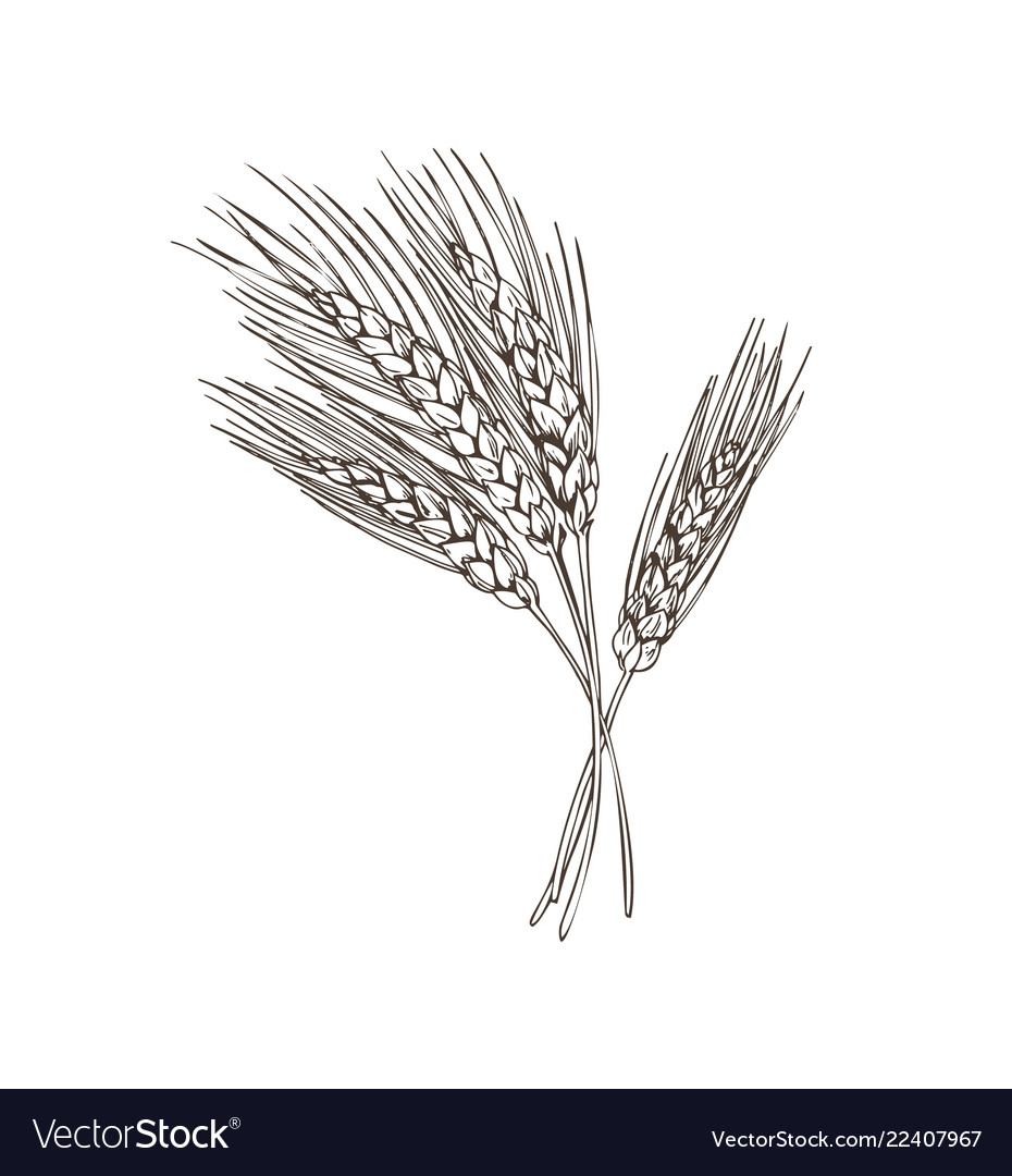 Wheat Beer Basic Ingridient Royalty Free Vector Image