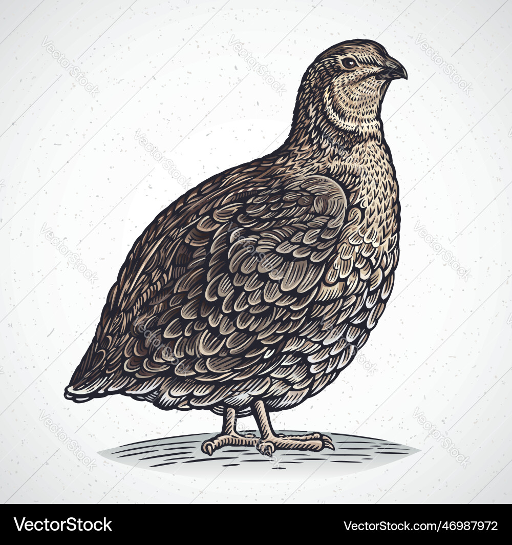Graphical image of quail in engraving style Vector Image