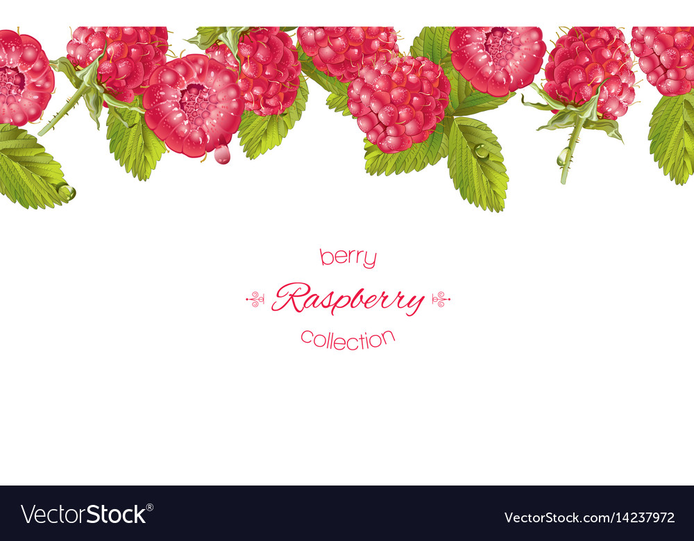 Raspberry horizontal banner Royalty Free Vector Image
