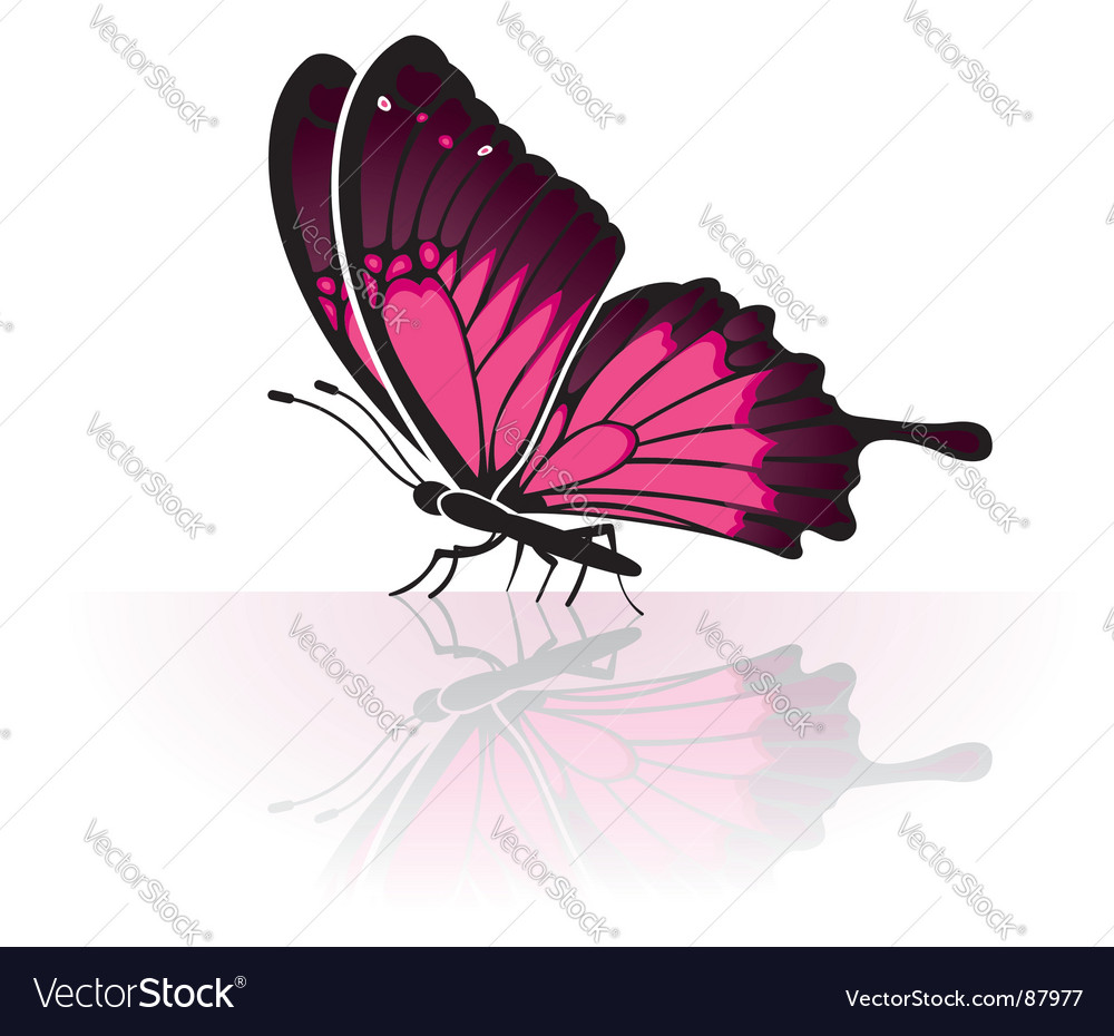 Butterfly Royalty Free Vector Image - VectorStock