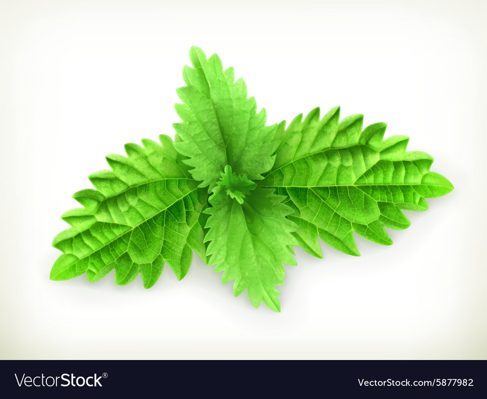 Mint leaf Royalty Free Vector Image - VectorStock
