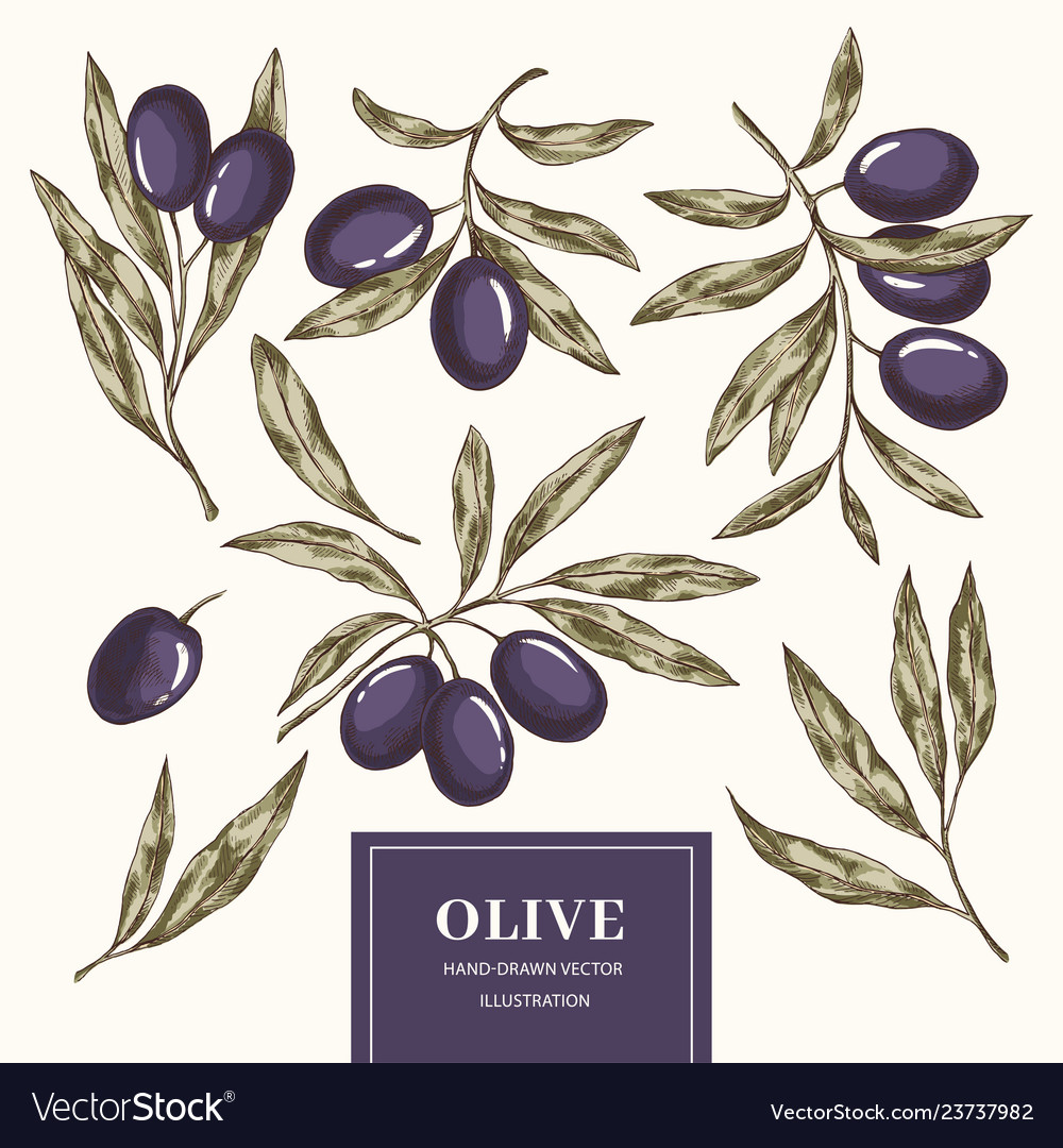Olive elements collection Royalty Free Vector Image