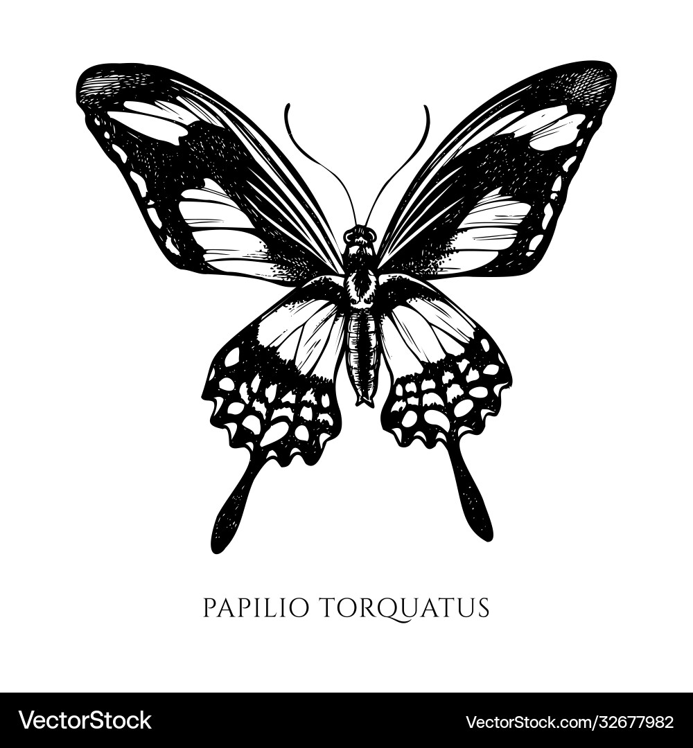 Set hand drawn black and white papilio Royalty Free Vector