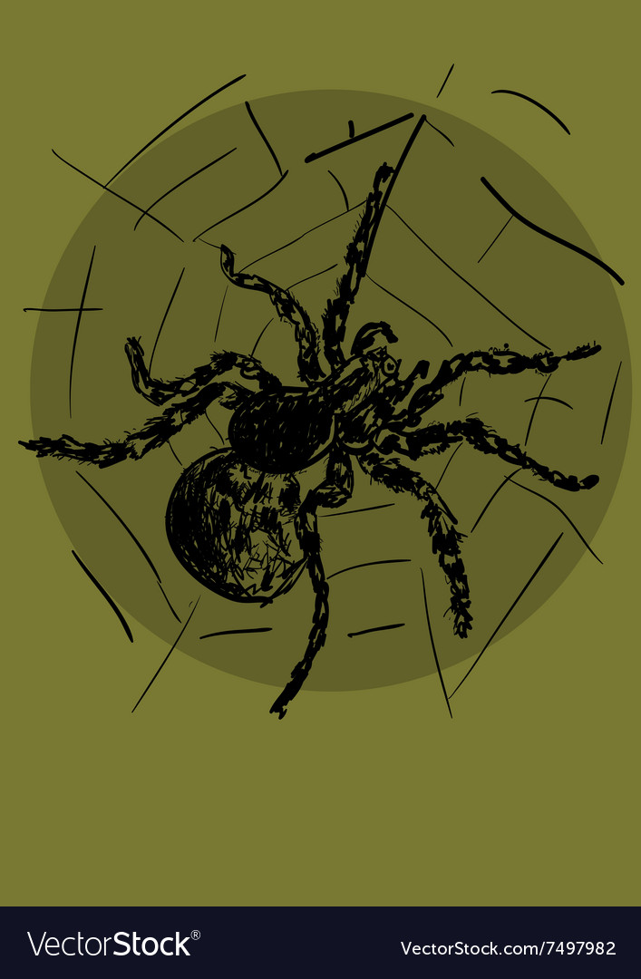 Spider Royalty Free Vector Image - VectorStock