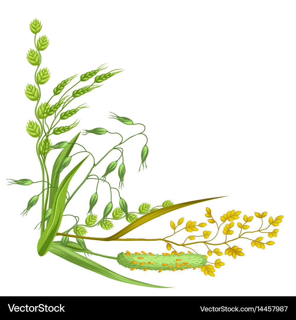 Corner with herbs and cereal grass floral design Vector Image