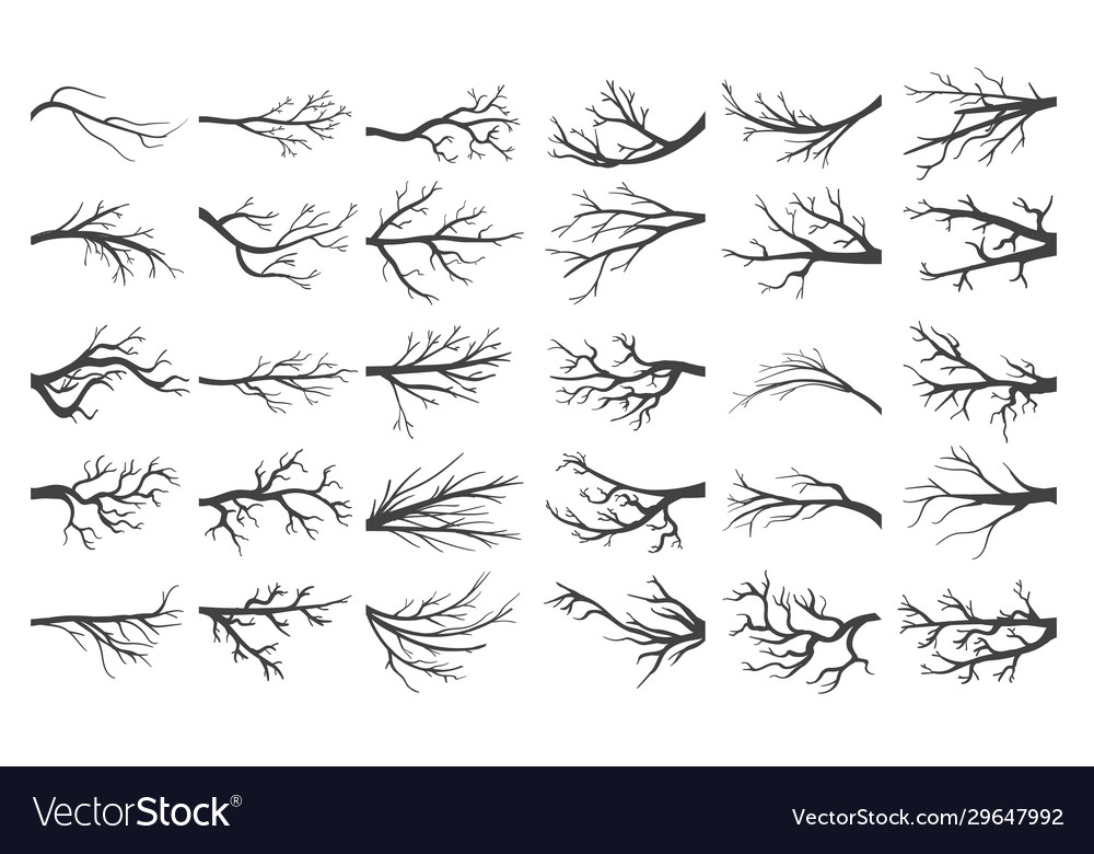 Dry tree branches Royalty Free Vector Image - VectorStock