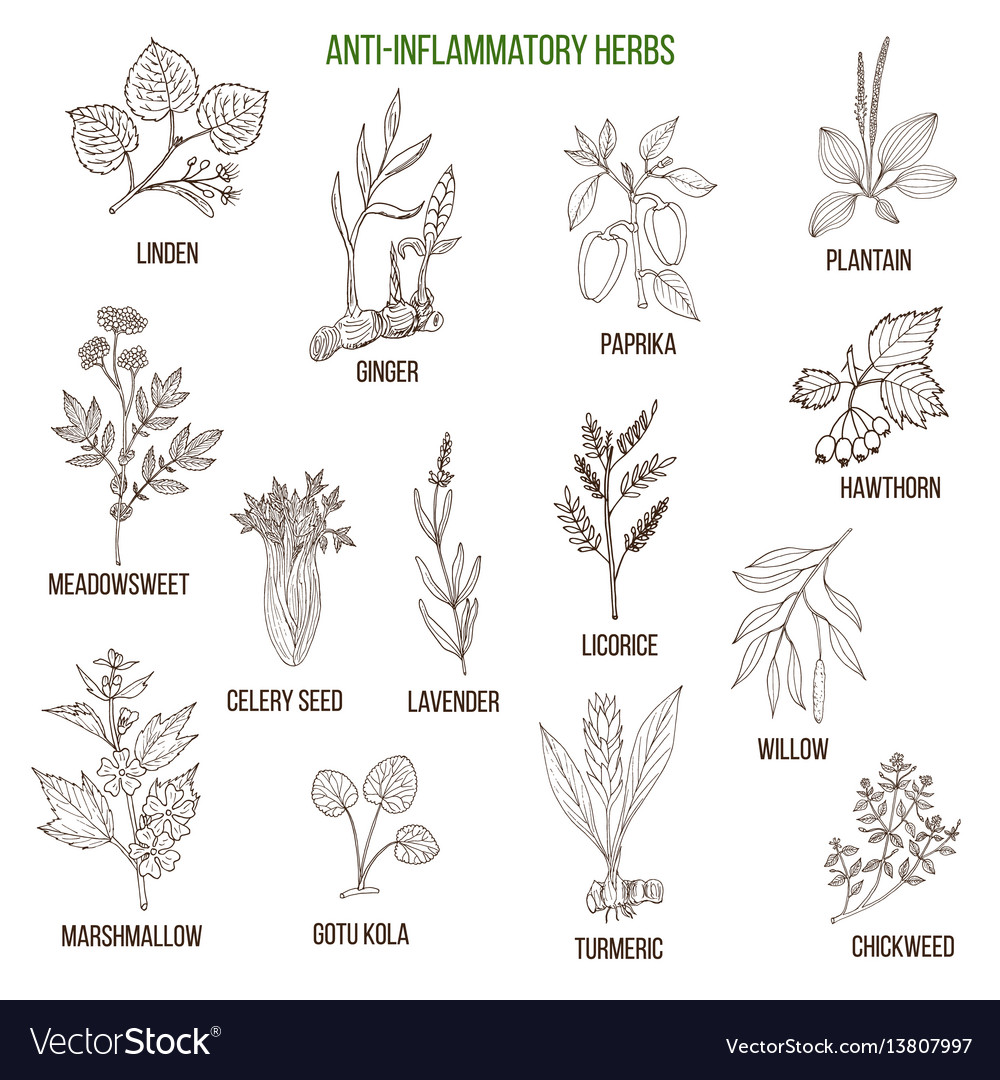 Anti-inflammatory herbs hand drawn set Royalty Free Vector Anti-inflammatory herbs hand drawn set Royalty Free Vector