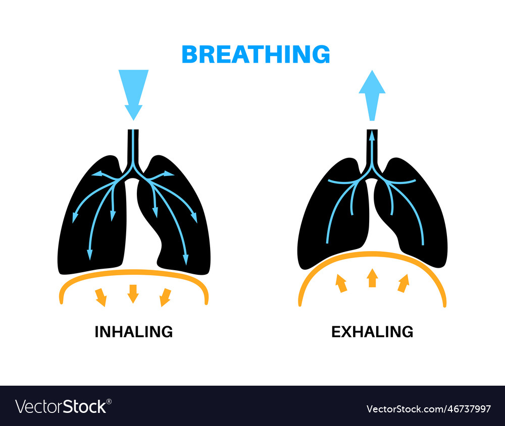 Breathing process poster Royalty Free Vector Image