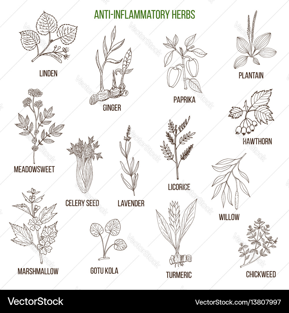 Medicinal Herbs Collection Royalty Free Vector Image