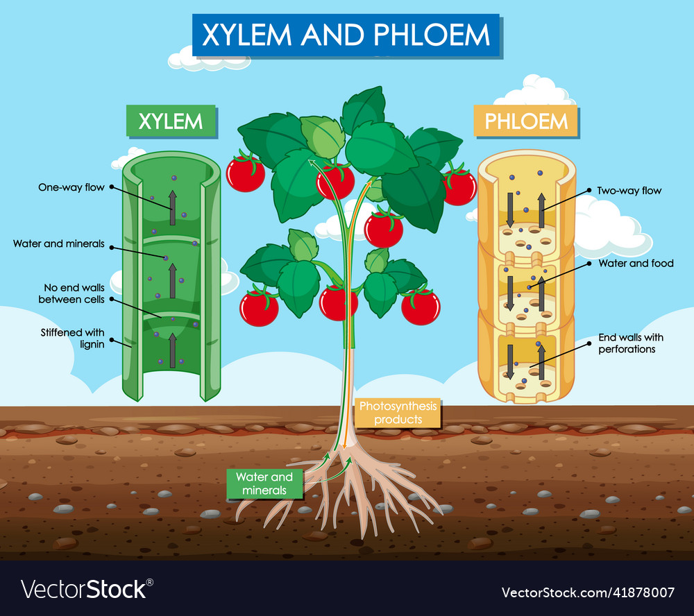 Xylem And Phloem Tree Diagram