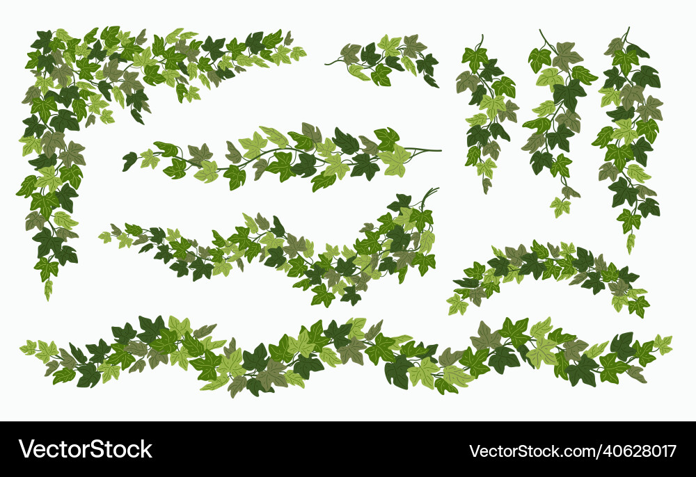 Ivy vines set various green creeper plant Vector Image