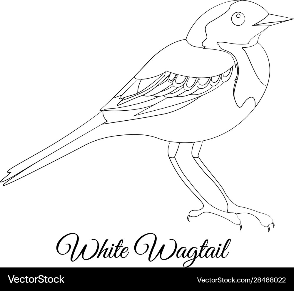 White wagtail bird coloring cartoon Royalty Free Vector