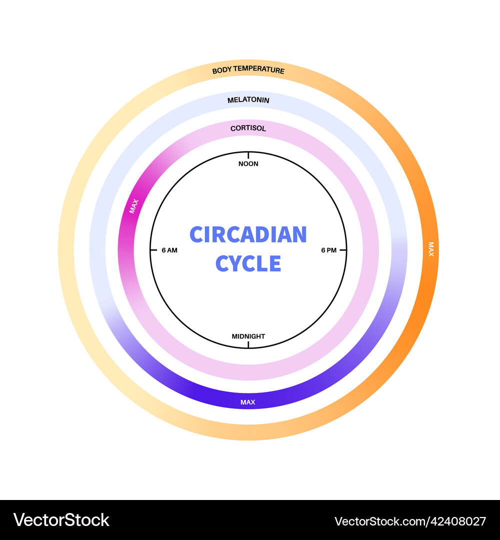 Sleep Wake Cycle Royalty Free Vector Image Vectorstock