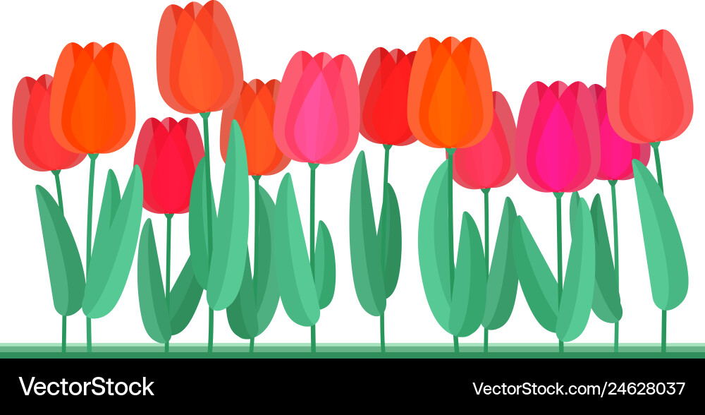 Spring flowers banner with fresh red tulips Vector Image