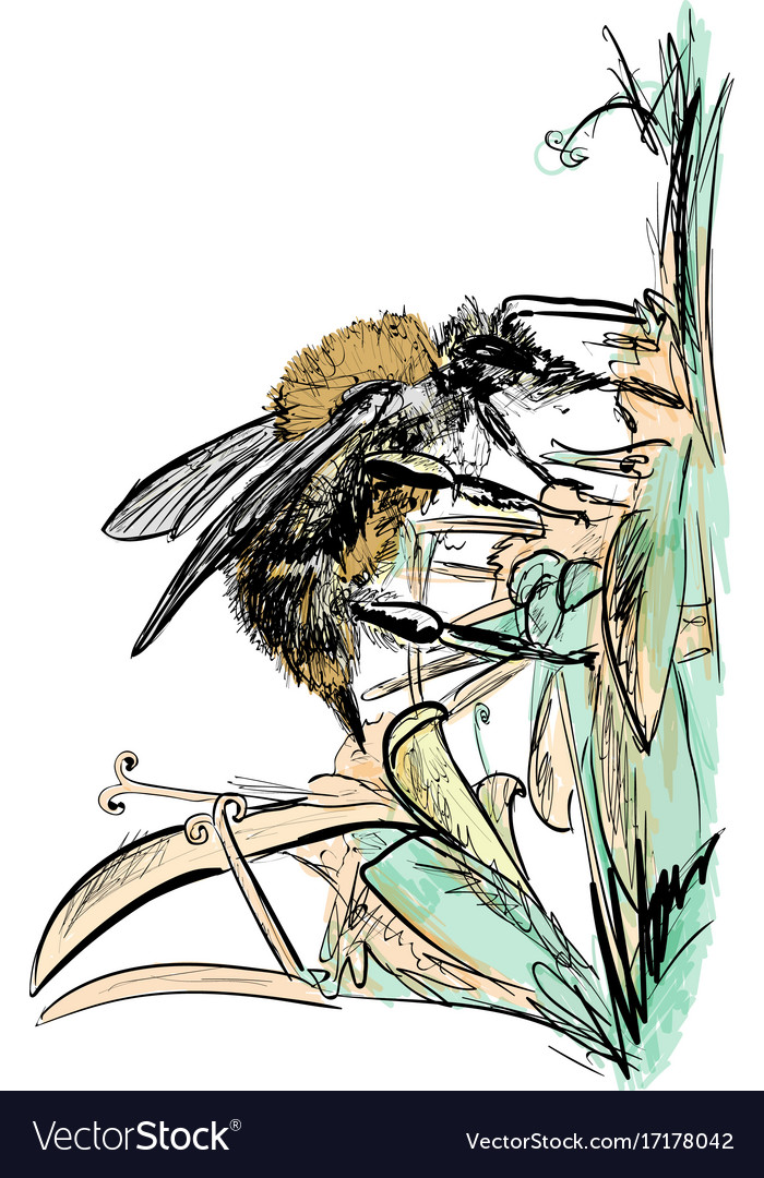 Bumblebee Royalty Free Vector Image - VectorStock