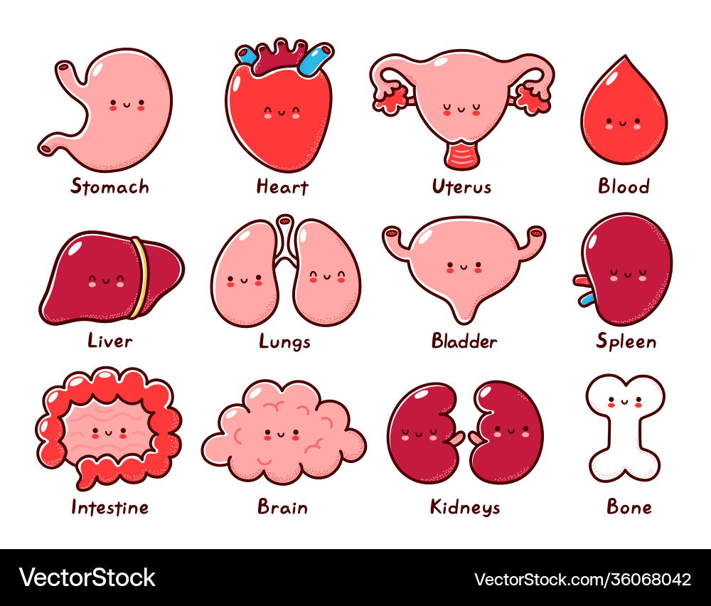 Cute healthy human organs character line Vector Image