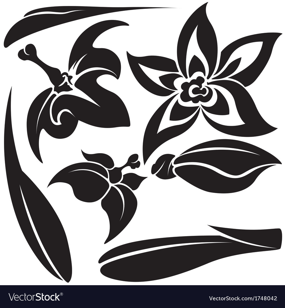 Flower elements Royalty Free Vector Image - VectorStock