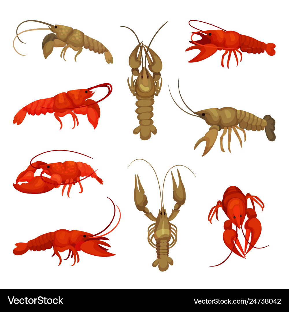 Lobster collection on white background crustacean Vector Image