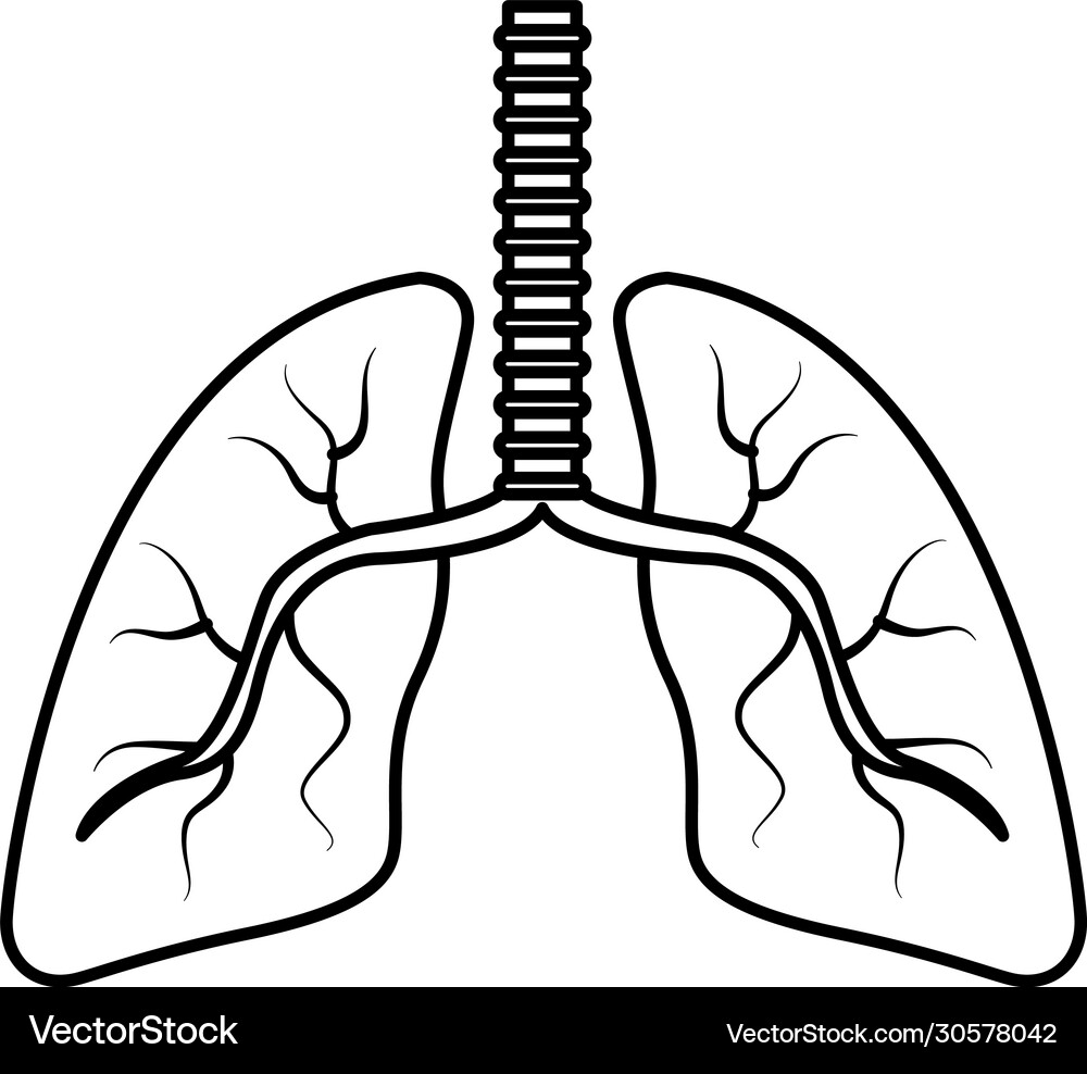 Lungs organs human anatomy icon Royalty Free Vector Image
