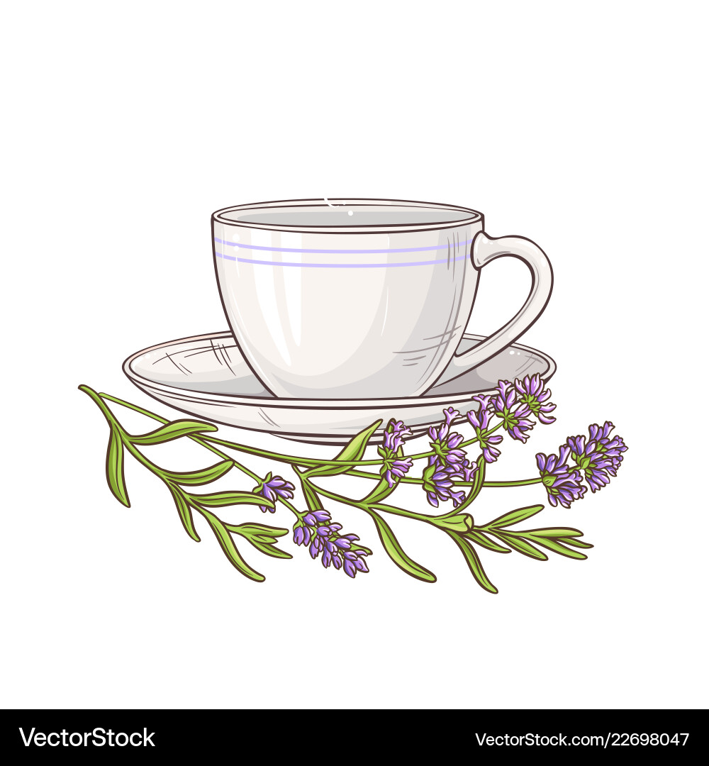 Lavender tea Royalty Free Vector Image - VectorStock
