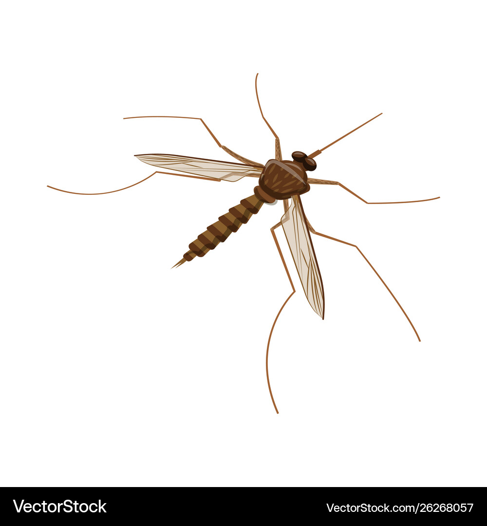 Gnat and mosquito sign set Royalty Free Vector Image
