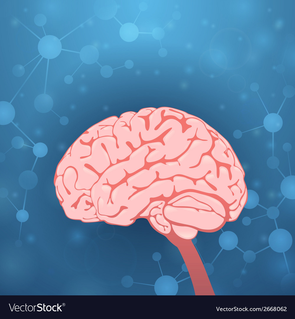 Brain Royalty Free Vector Image - VectorStock