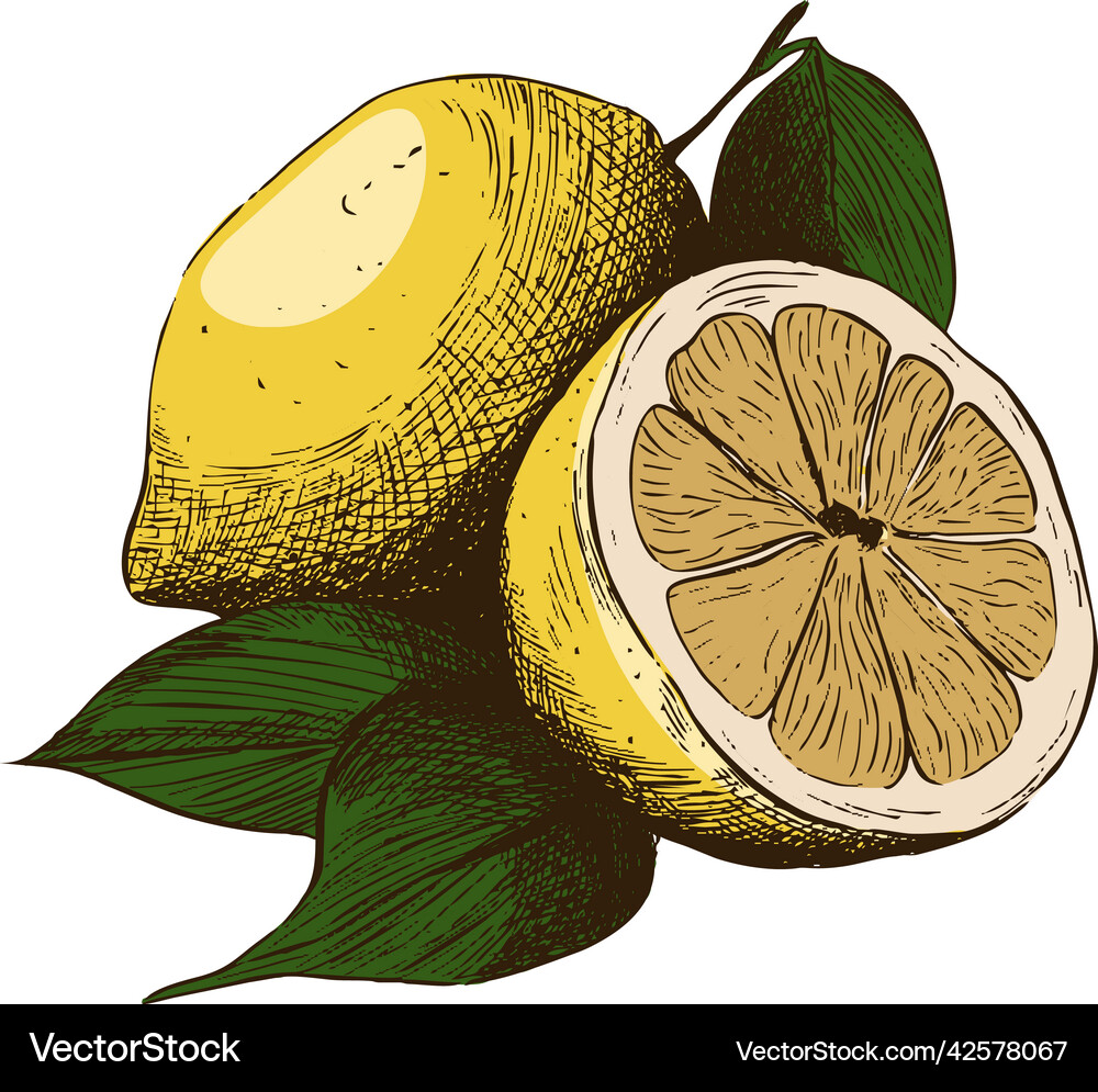 Lemons with leaves linart color Royalty Free Vector Image