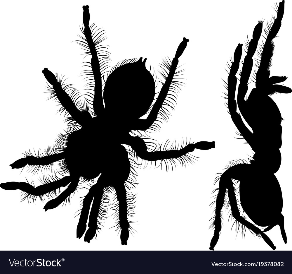 Spider Royalty Free Vector Image - VectorStock